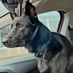 Иконка канала Канадский волк