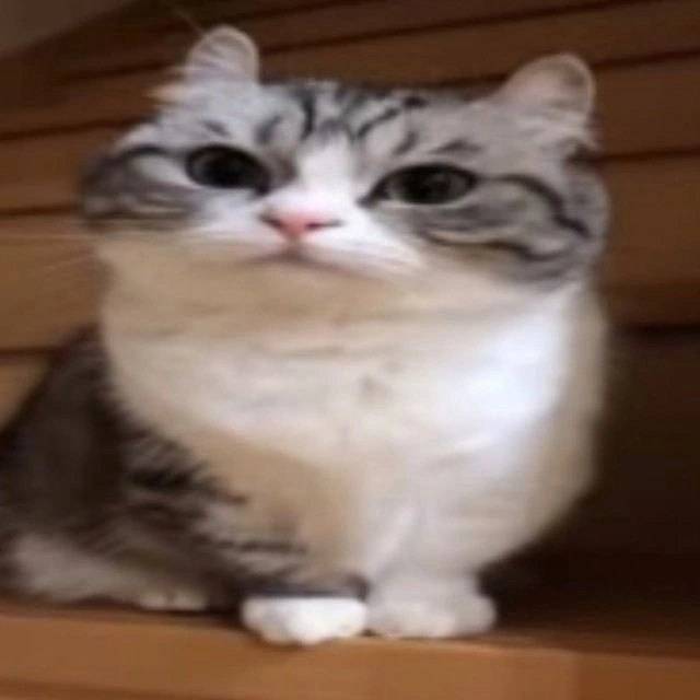 Иконка канала Deviop🐙