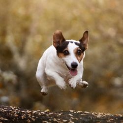 Иконка канала Majestyk