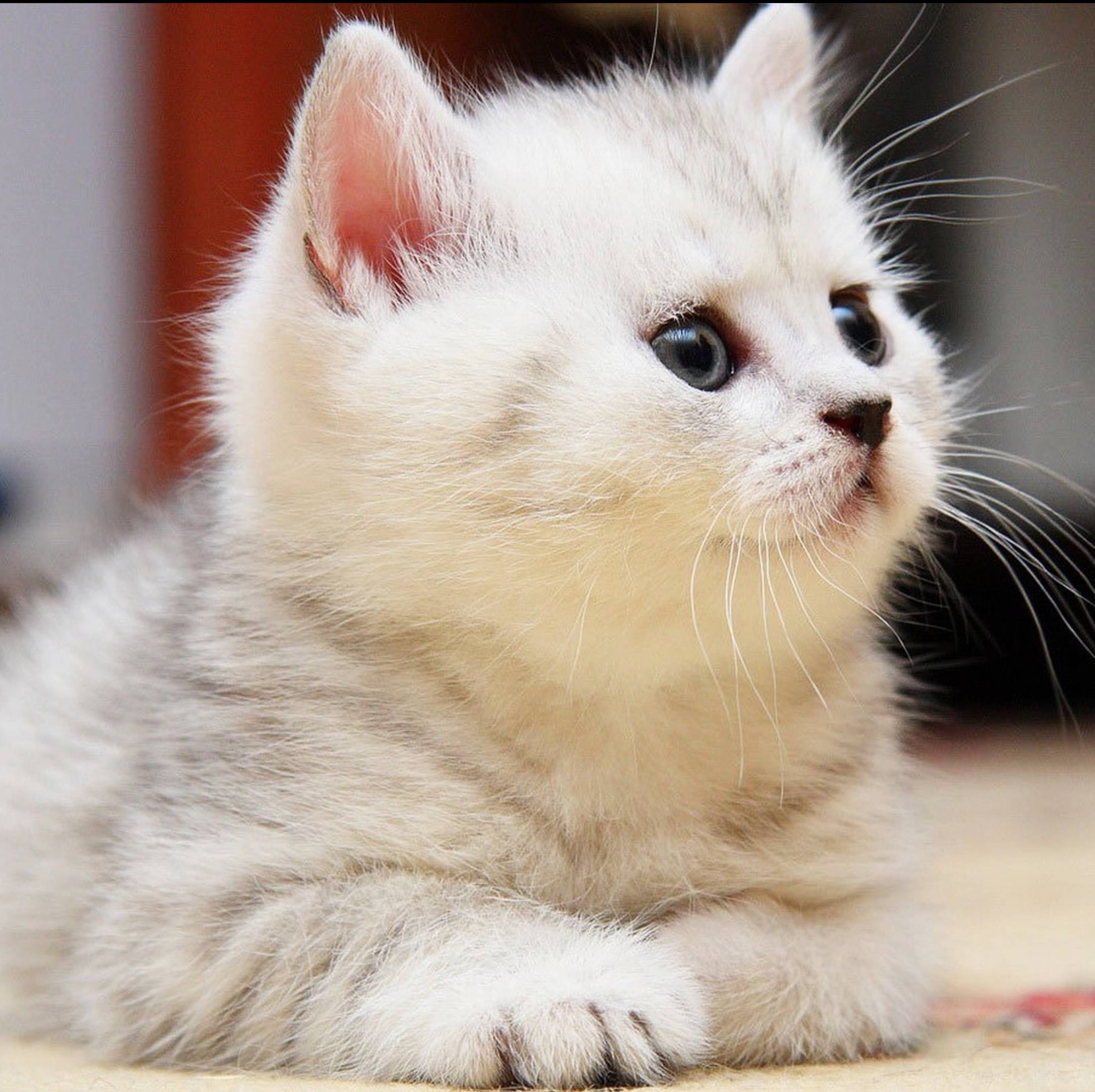 Иконка канала RUTUBE OK