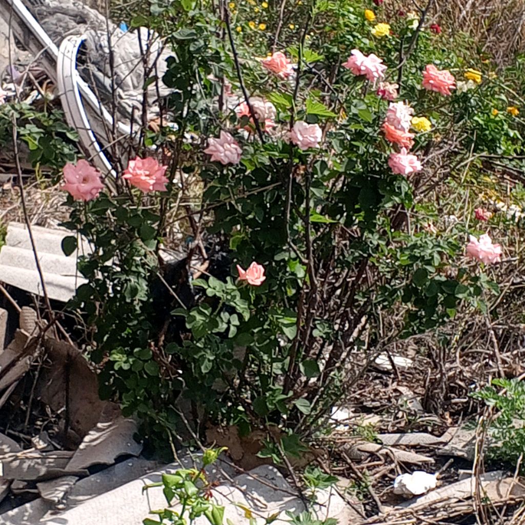 Иконка канала GRINACSI