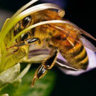 Иконка канала Ясенковская пасека