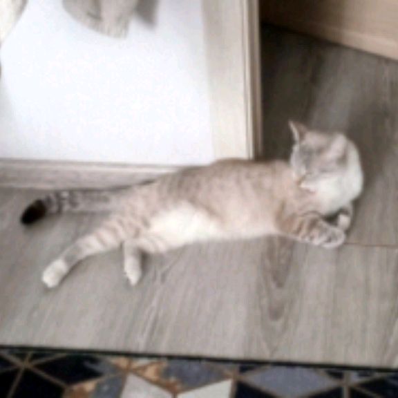 Иконка канала Шахматист