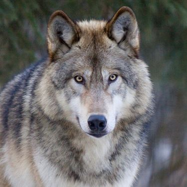 Иконка канала ЗОВ ПРЕДКОВ