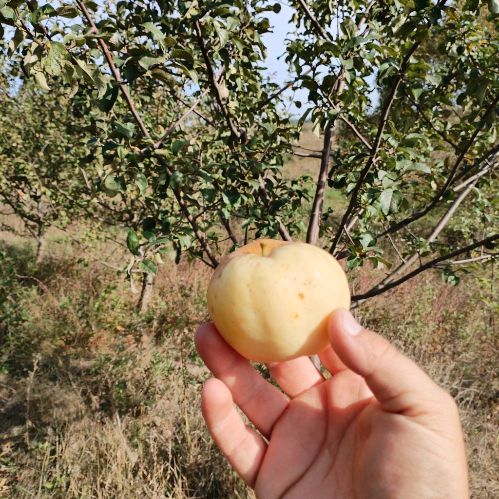 Иконка канала Дневник Садовода