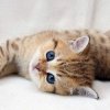 Иконка канала Диана Владимировна