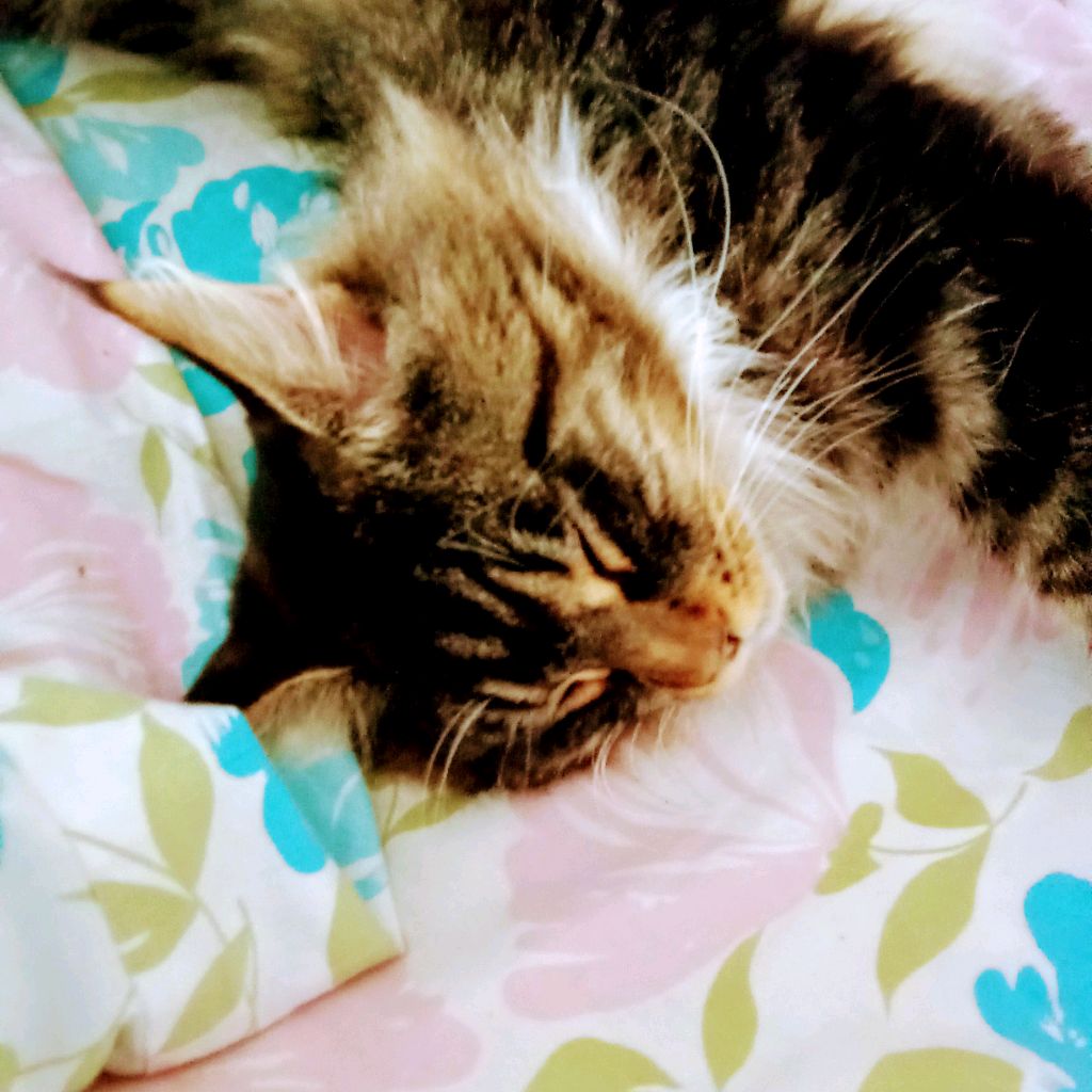 Иконка канала KittiViki