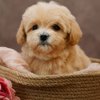 Иконка канала Павел Полижаевский Maltipoo Family