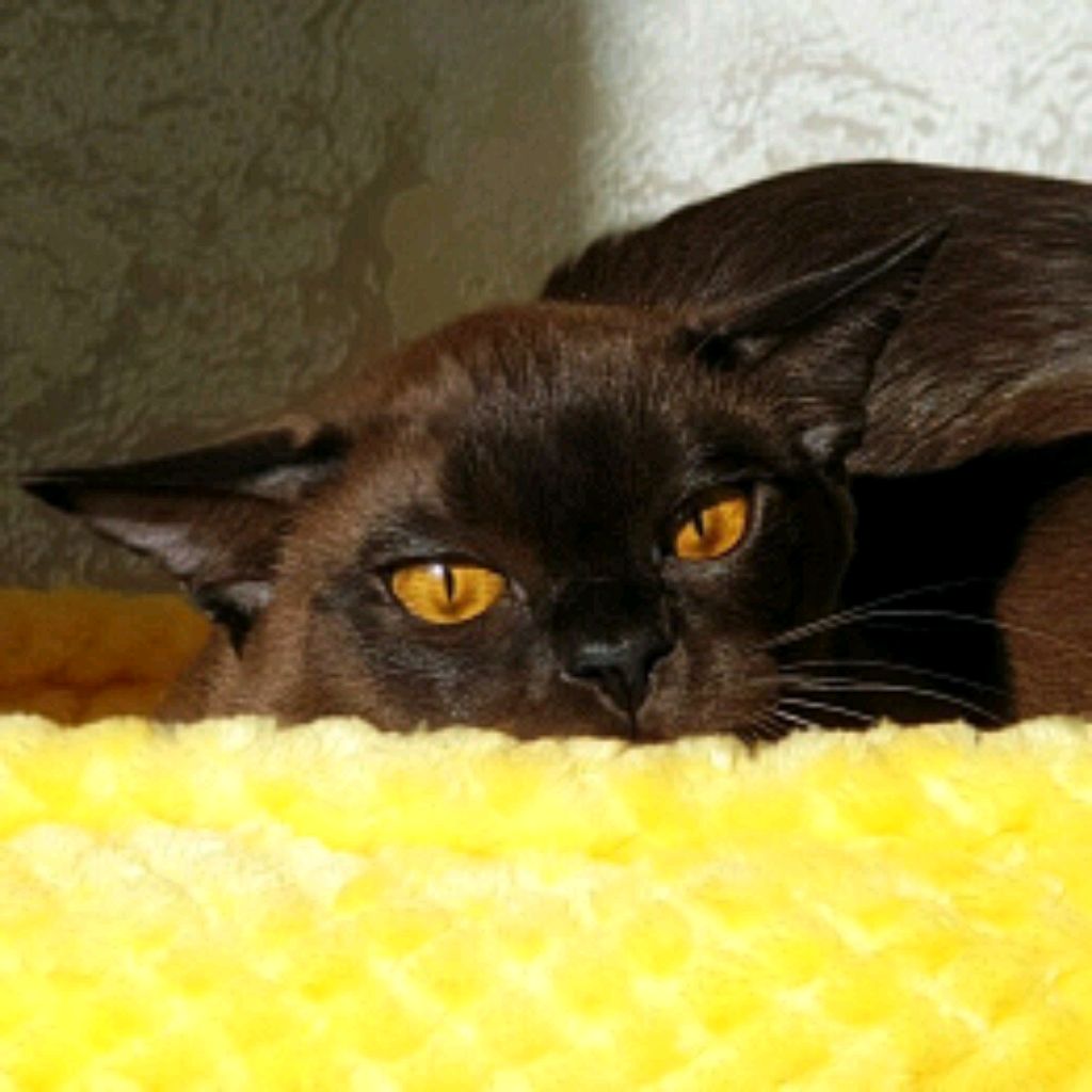 Иконка канала Бурма RoyalBurm