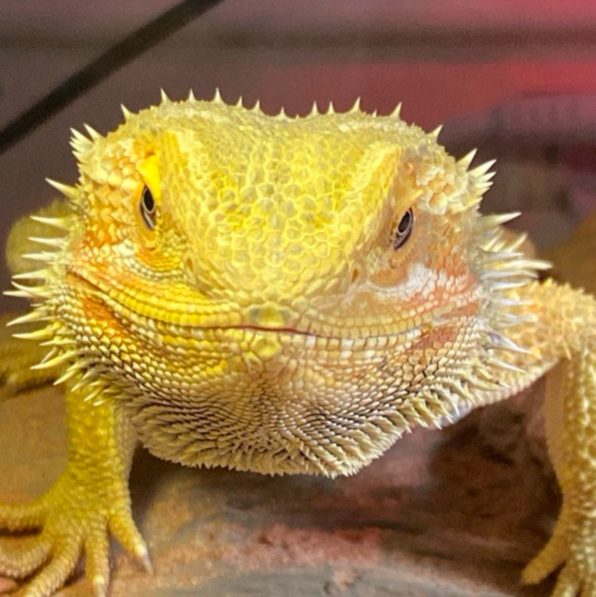 Иконка канала Mrlizard 2