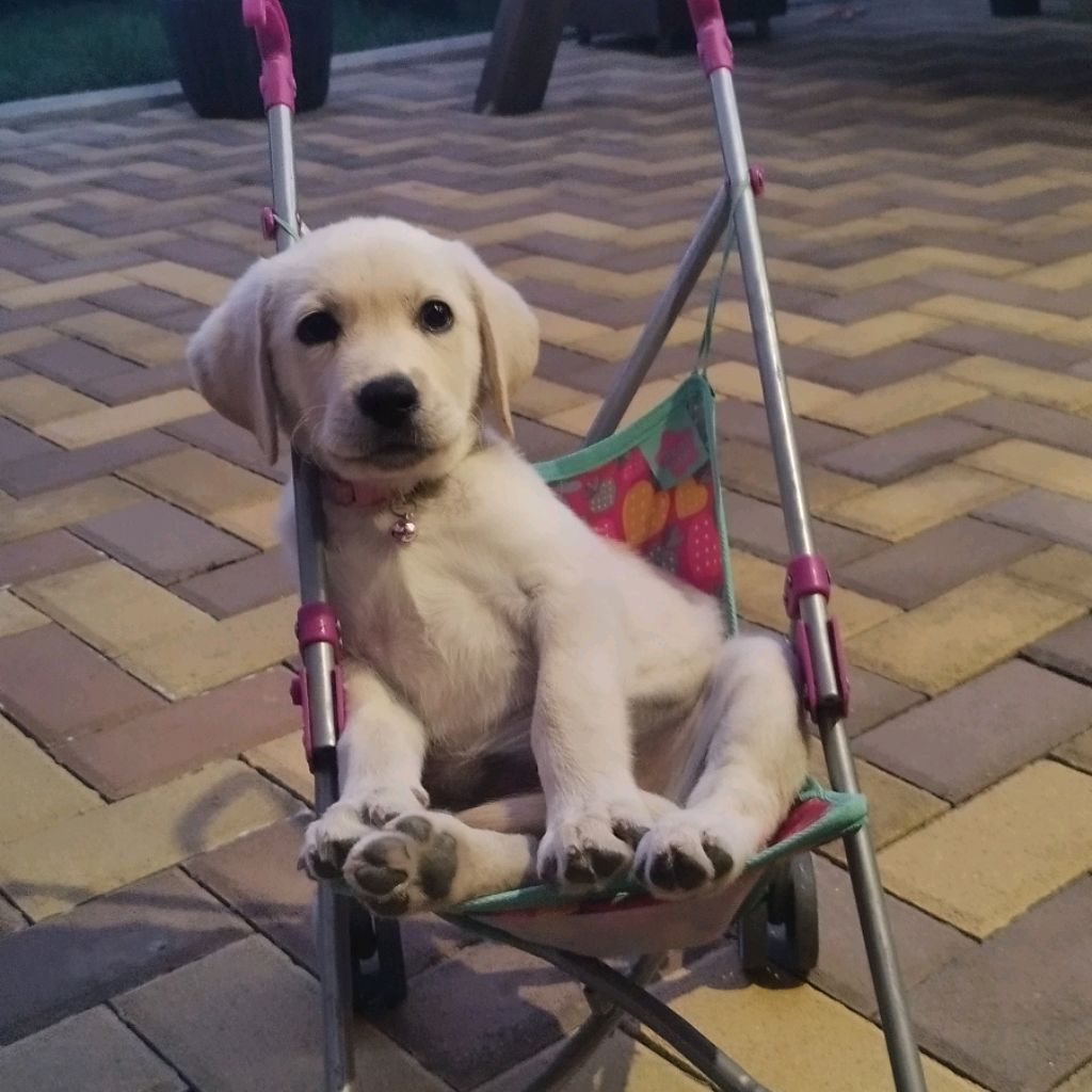 Иконка канала Зубановы и Лабрадор Марго