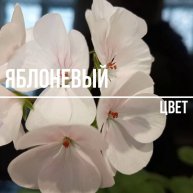 Иконка канала Яблоневый цвет