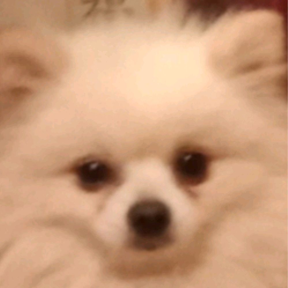 Иконка канала ,Шпиц ОСЯ,