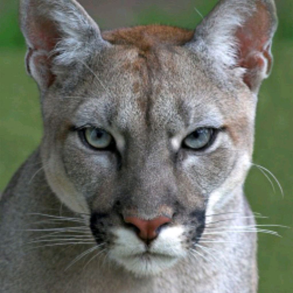 Иконка канала Pyma