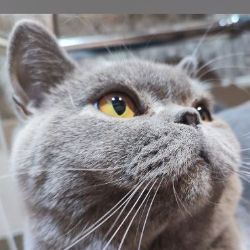 Иконка канала MAX909