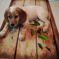 Иконка канала РОС. Радар. Русский охотничий спаниель.