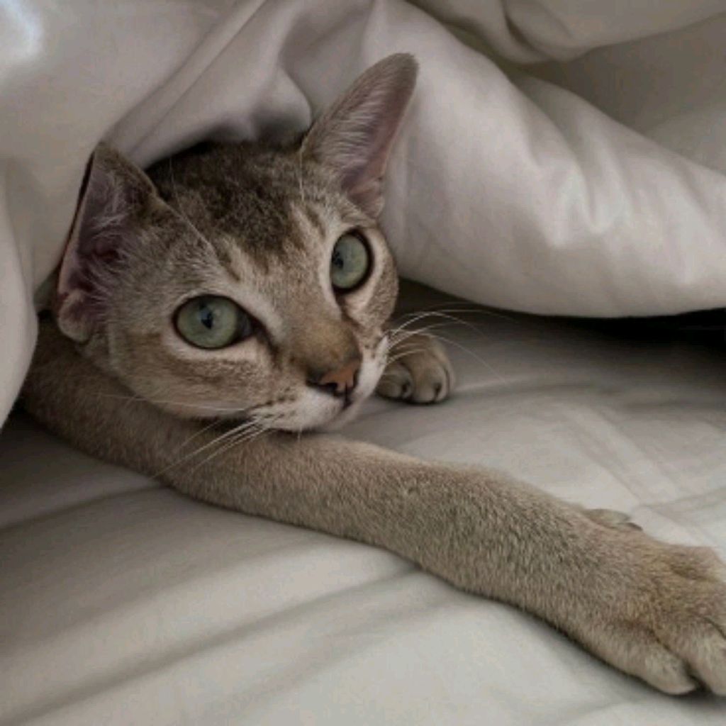 Иконка канала мави на связи🫐