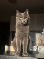 Иконка канала Кот Барсик