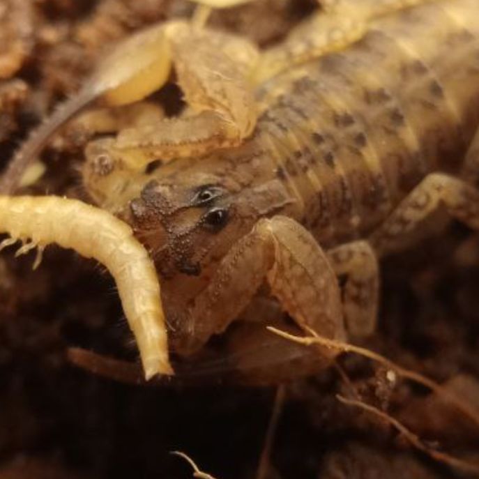 Иконка канала Инсектариум🕷🕷🕷