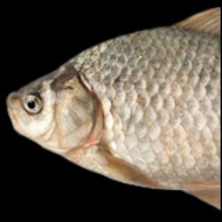 Иконка канала Floooooooooos