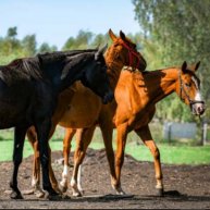 Иконка канала Конный двор Троицкое