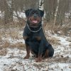 Иконка канала Кинологический питомник Ротвейлеров СКОР