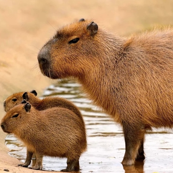 Иконка канала G кактус