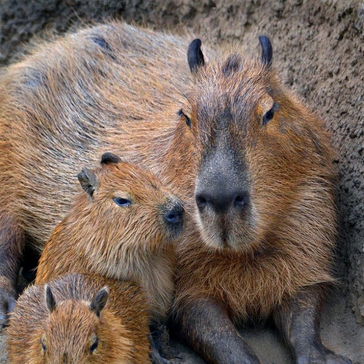 Иконка канала Капибарка в роблоксе