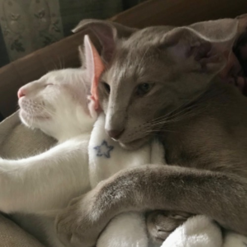 Иконка канала Ориенталы Филимон & Гриша