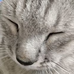 Иконка канала кот обормот