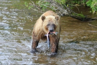 Иконка канала НАЧИКИНСКОЕ ОЗЕРО КАМЧАТКА