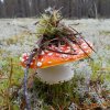 Иконка канала Mollit viros otium