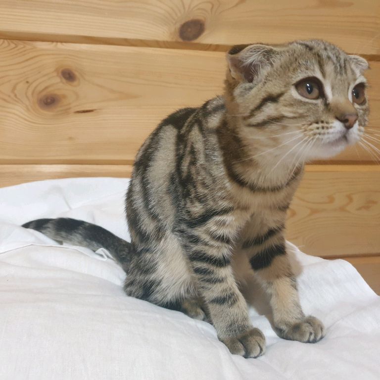 Иконка канала Pro