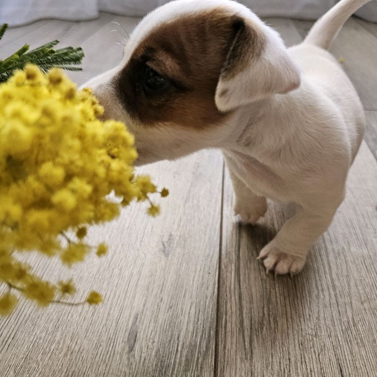 Иконка канала БАКСИК