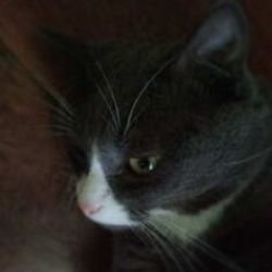 Иконка канала Myfik