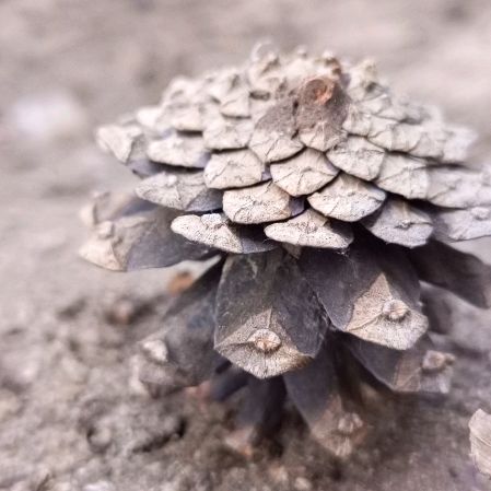 Иконка канала Помидорка