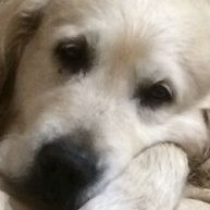 Иконка канала Золотистый ретривер