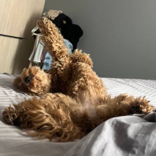 Иконка канала Sobaka