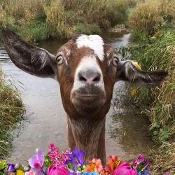 Иконка канала Козочка Алмеру