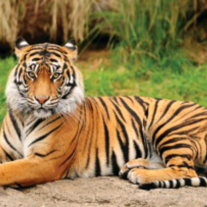 Иконка канала Maxim Tiger