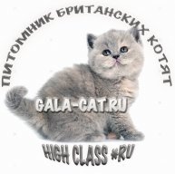Иконка канала GALA-CAT - British kittens from High Class Cattery