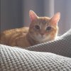 Иконка канала Канал Рыжего кота