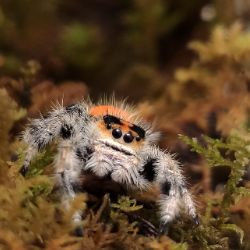 Иконка канала Rokler