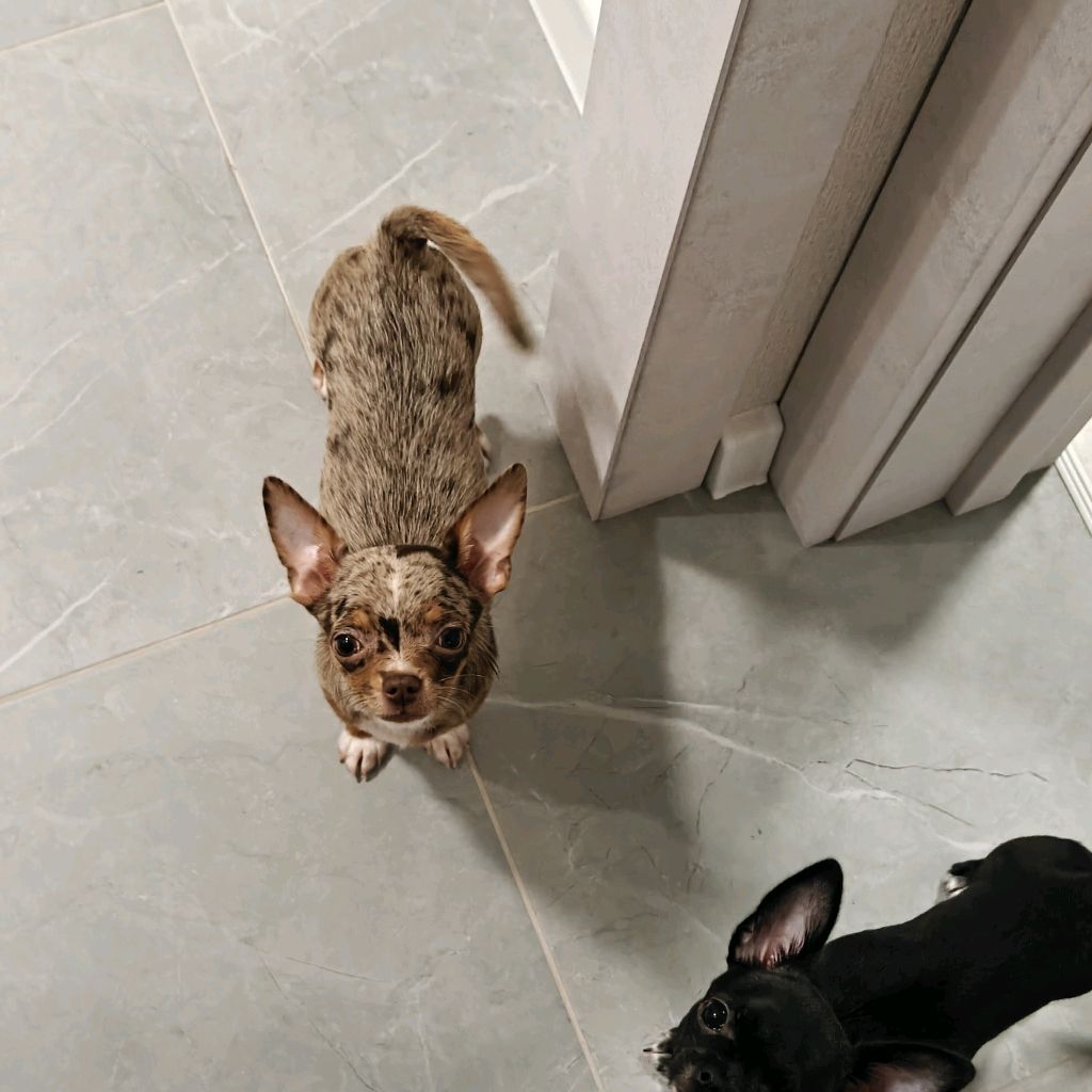 Иконка канала Две Чихуа-хуахи