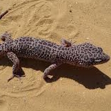 Иконка канала Alex ZOO Zerfti Start