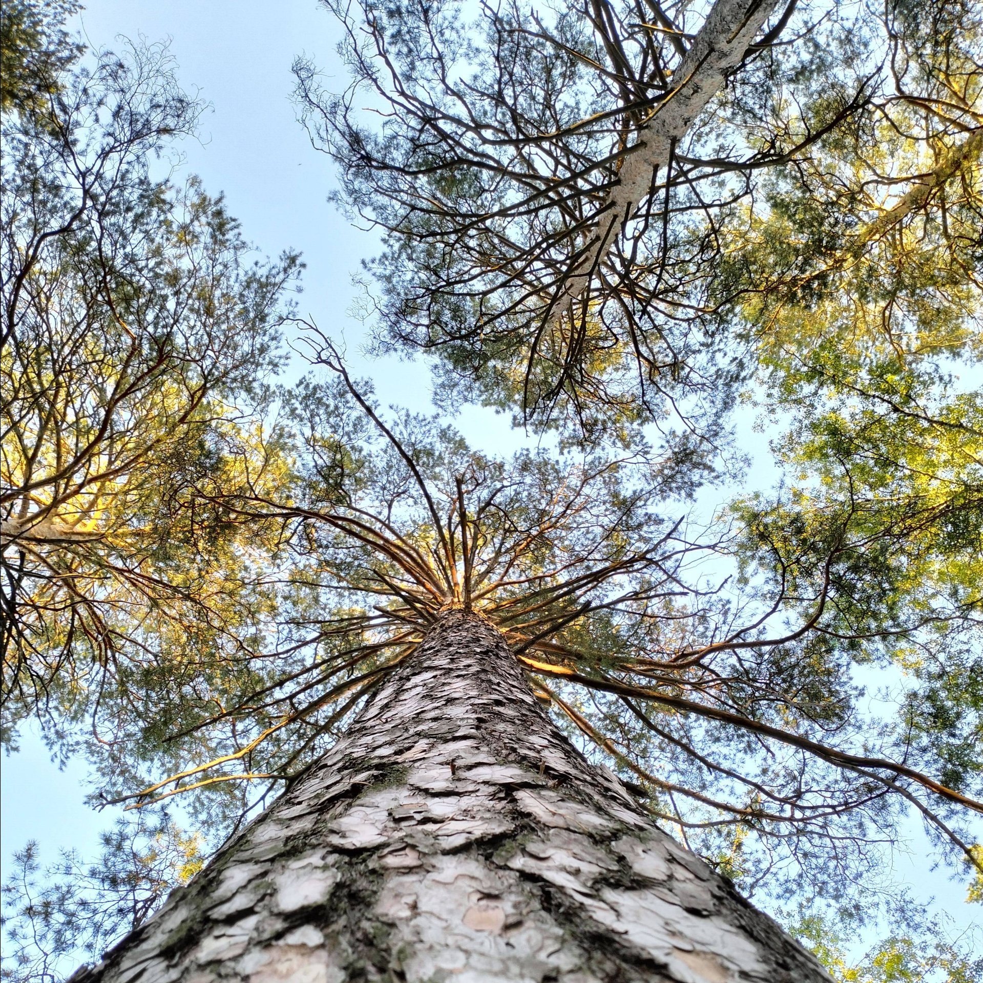 Иконка канала Gardenico