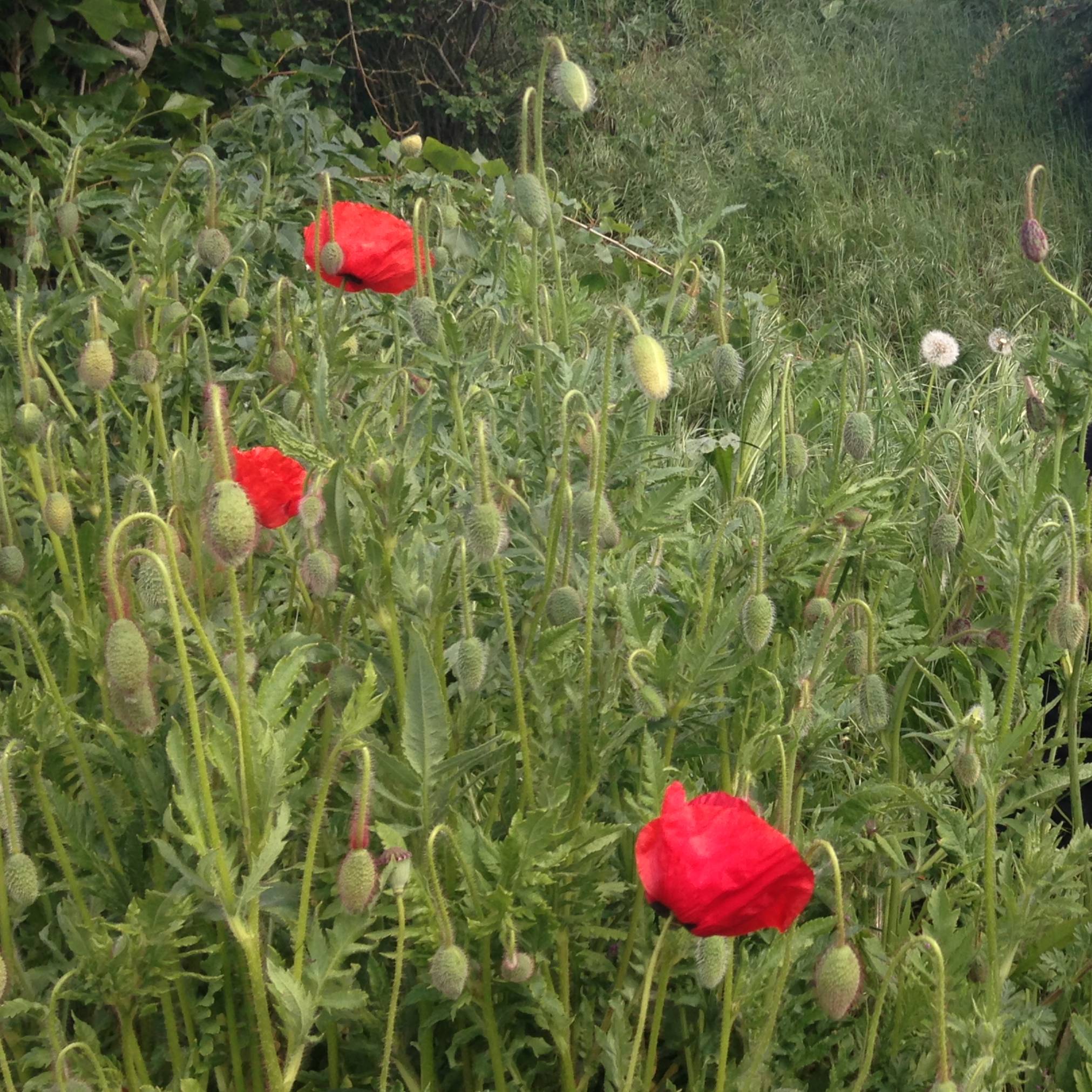 Иконка канала channel37380554