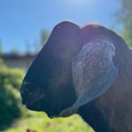 Иконка канала Фермерство в кайф