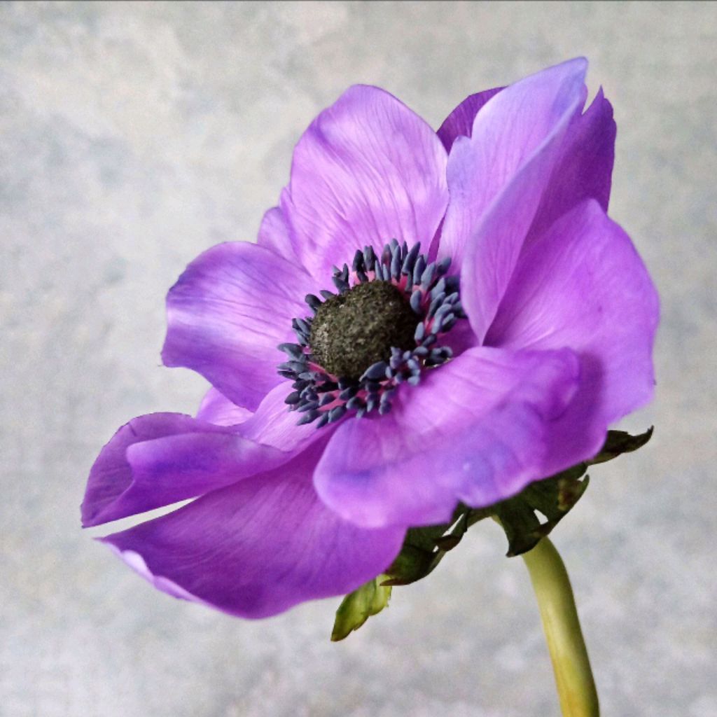 Иконка канала Цветочная фантазия