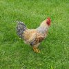 Иконка канала Деревенский Дворик